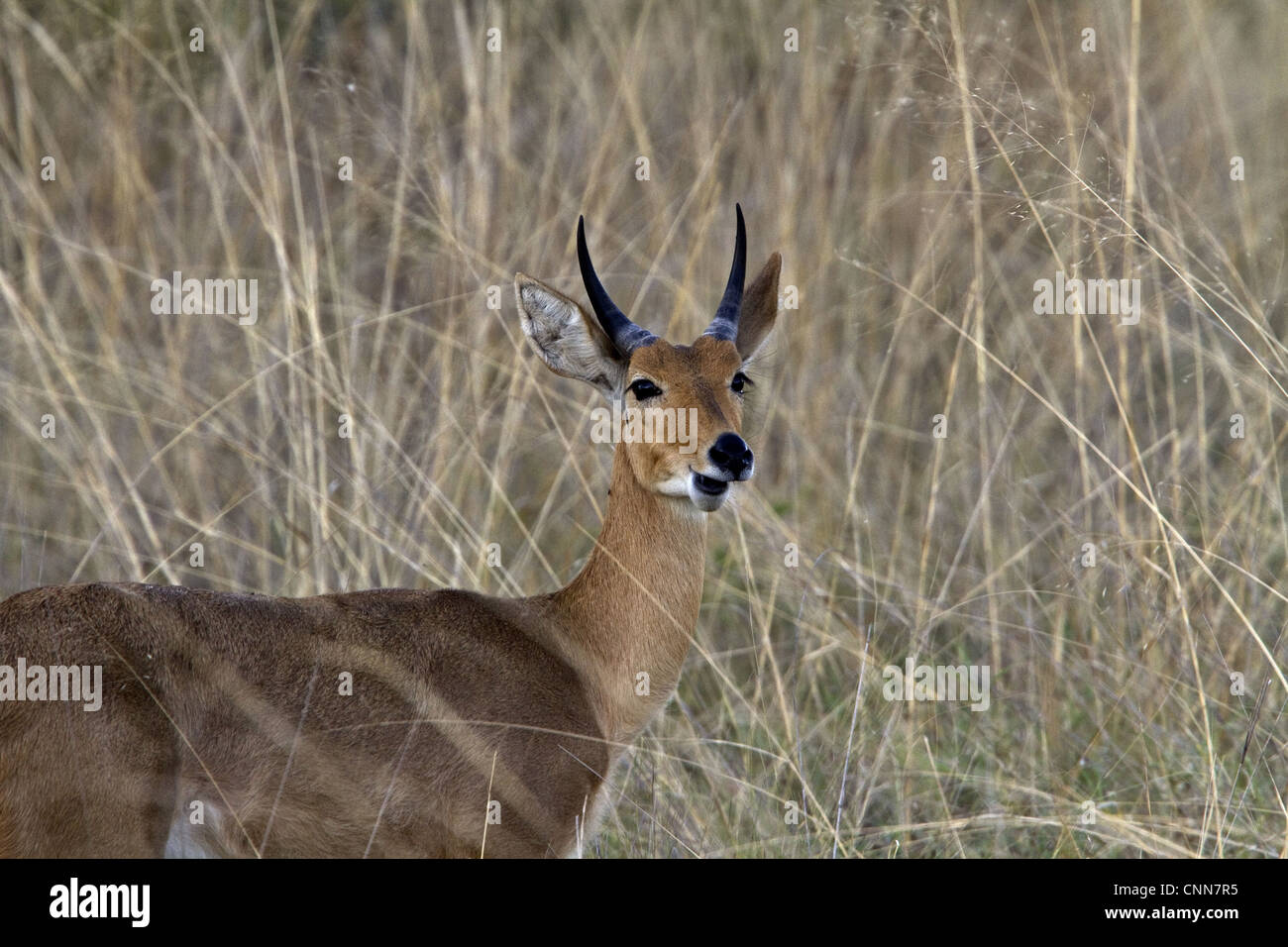 Africa african botswana kwara hi-res stock photography and images - Alamy