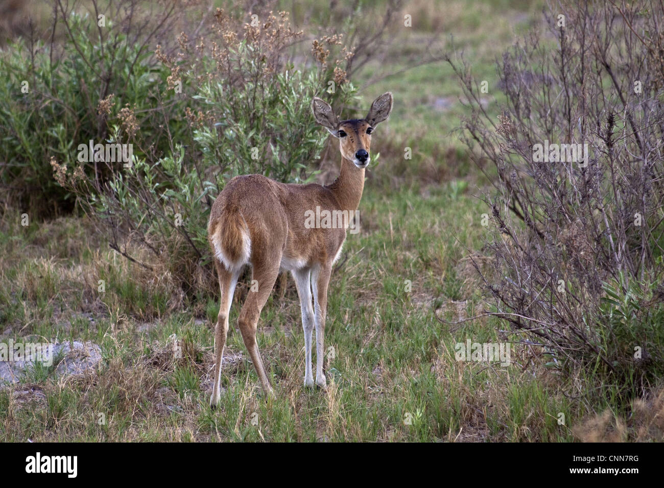 Africa african botswana kwara hi-res stock photography and images - Alamy