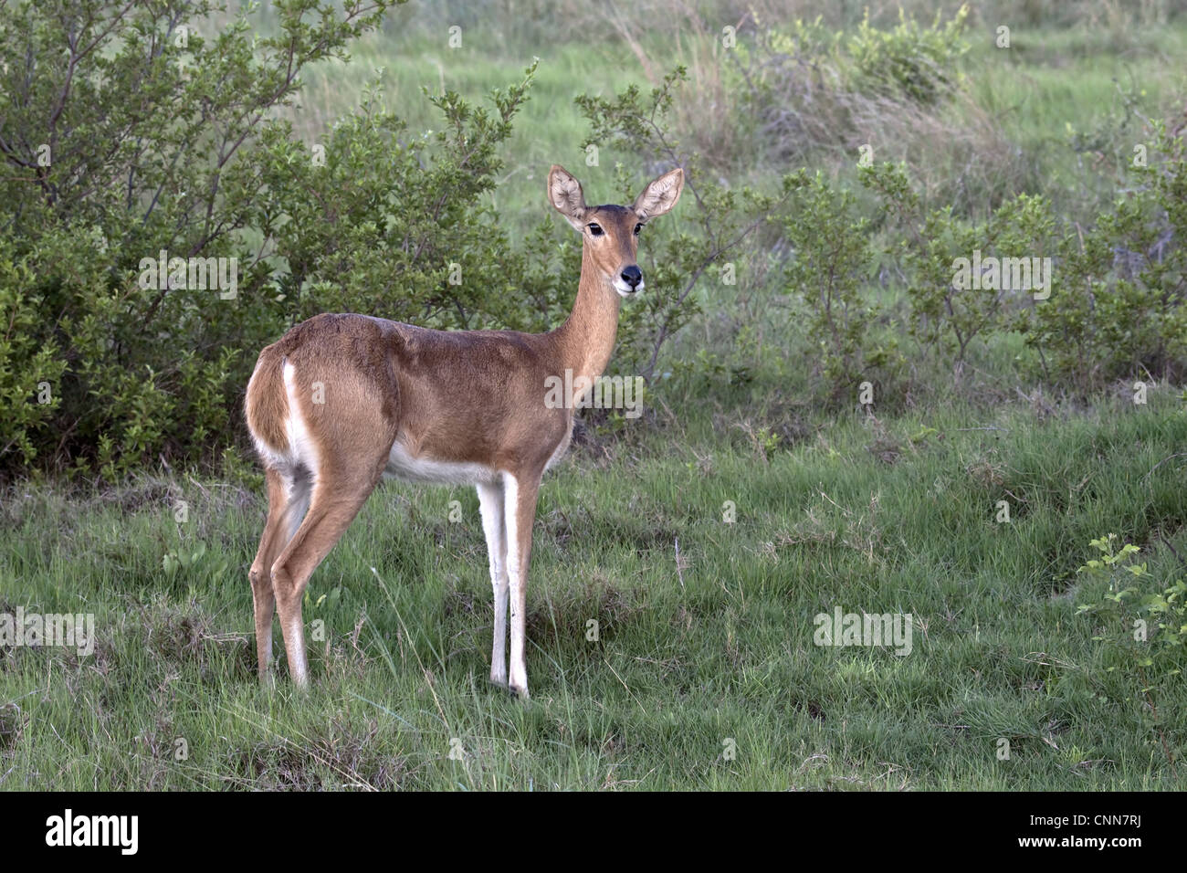 Female reedbuck near Kwara, Okavango Delta Botswana - Note the ...