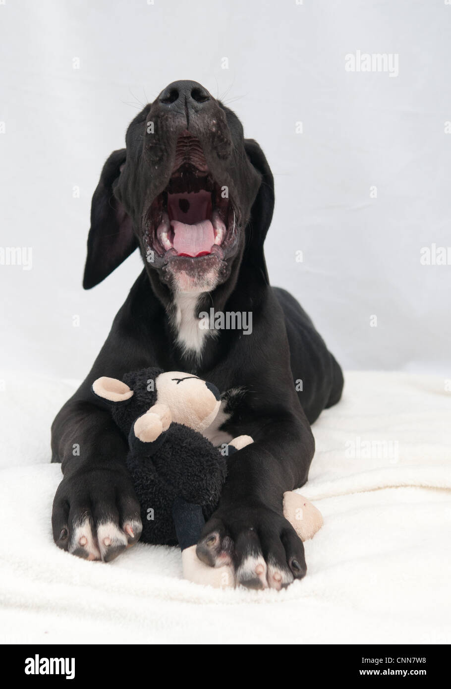 Wauzi hi-res stock photography and images - Alamy