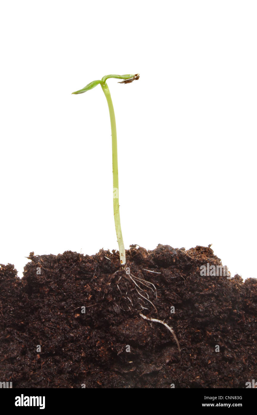 Seedling and roots hi-res stock photography and images - Alamy