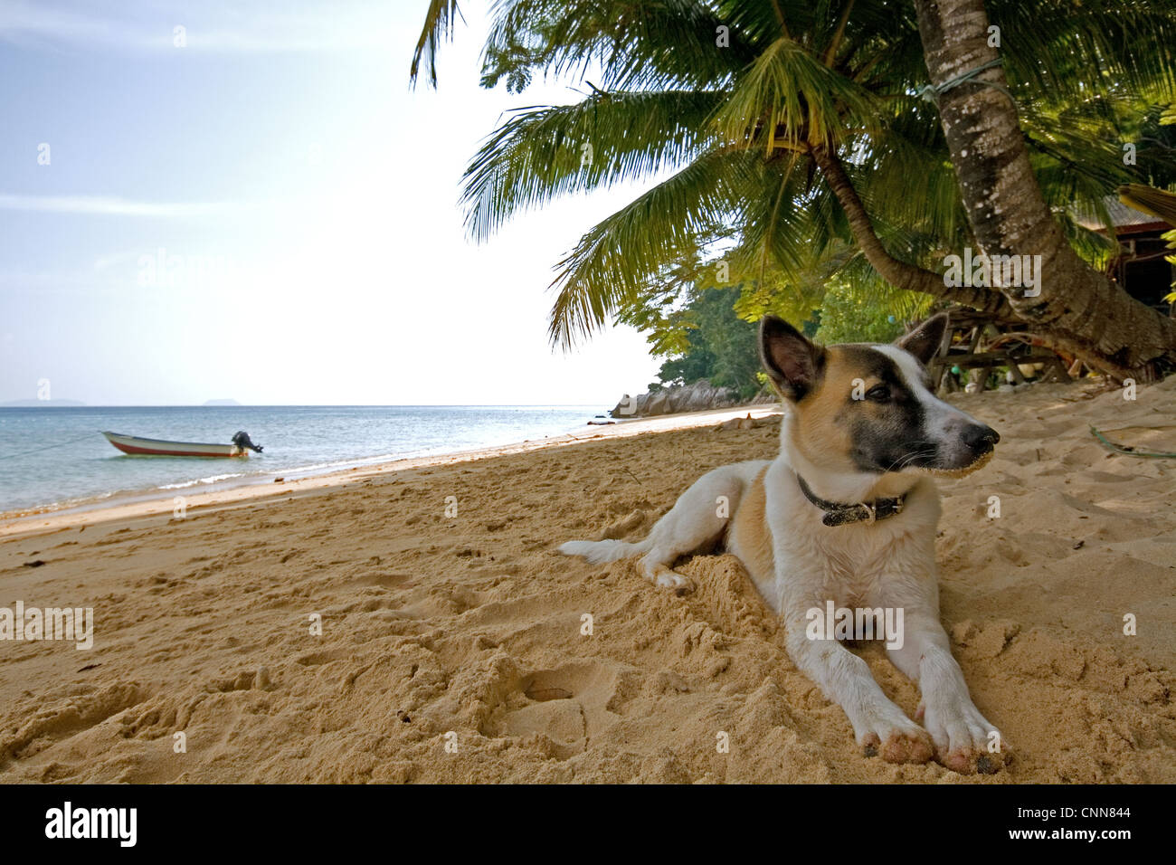 Dog lying under a palm on beach at a paradise island Stock Photo - Alamy