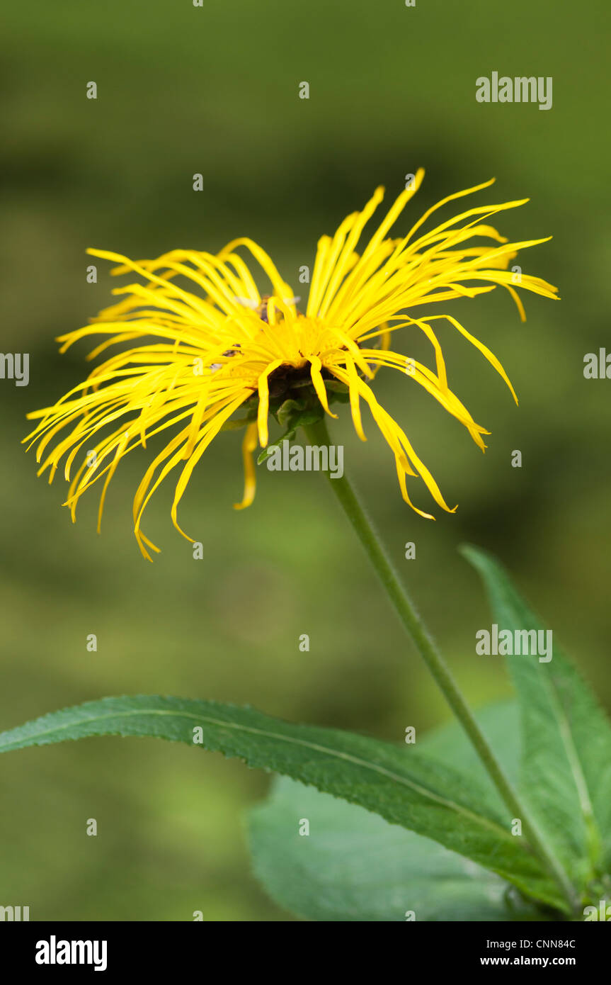 Inula magnifica hi-res stock photography and images - Alamy