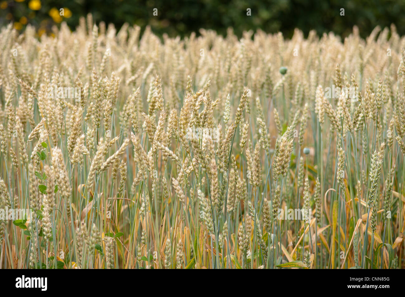 Triticum hi-res stock photography and images - Alamy