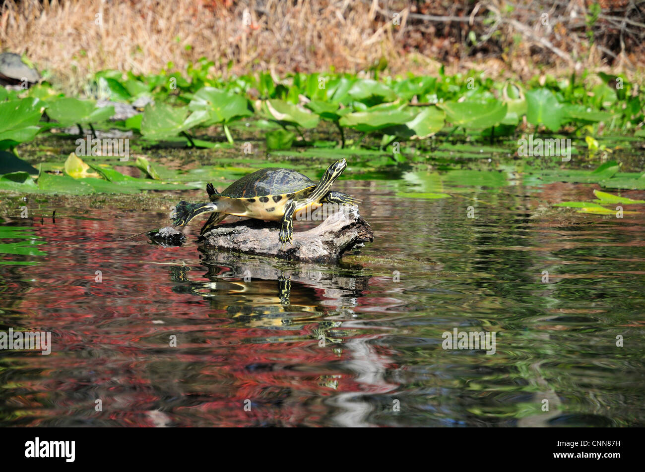 A Florida turtle relaxes on a tree branch in Alexander Springs, Florida ...