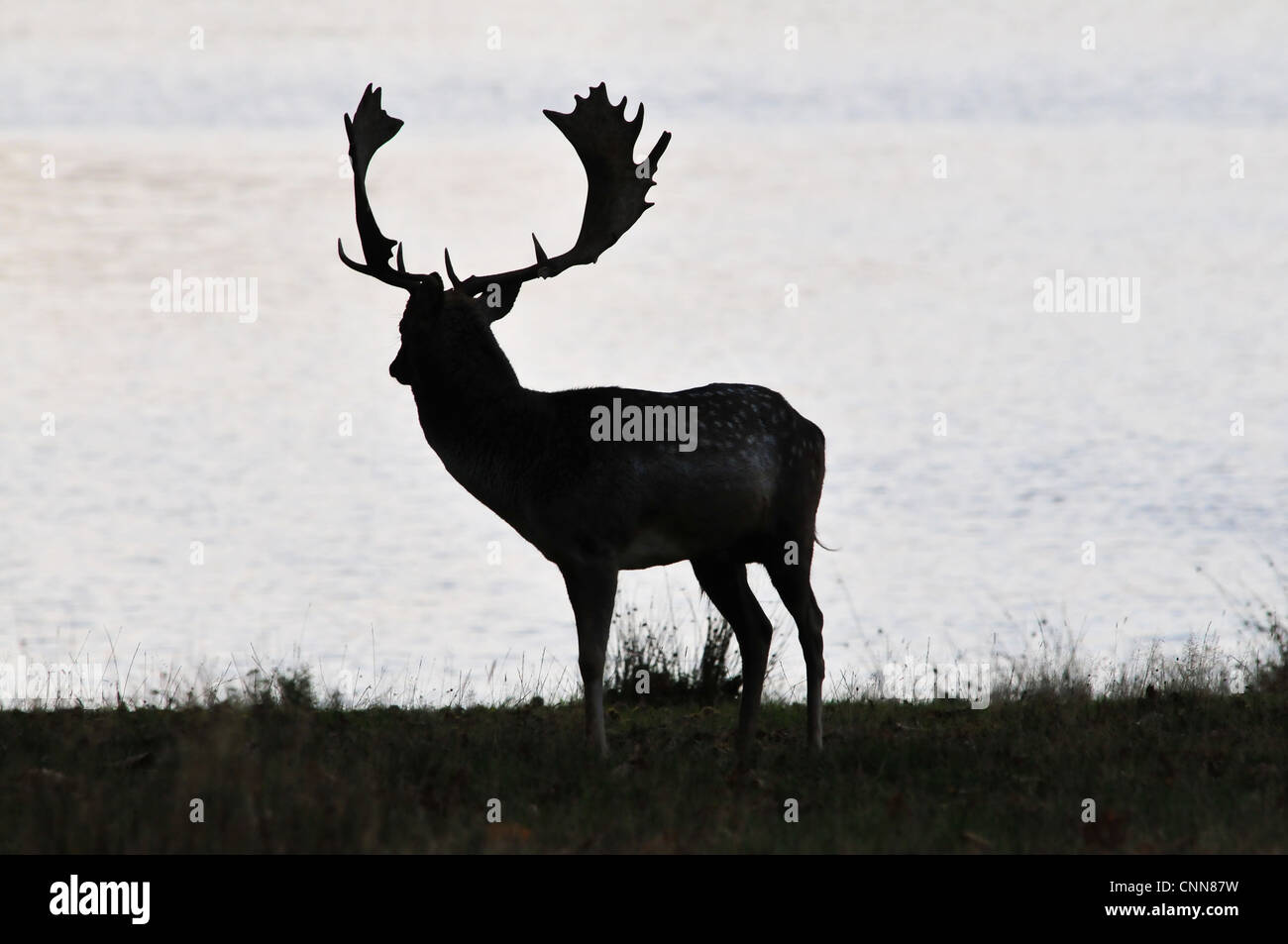 Profile of stag hi-res stock photography and images - Alamy