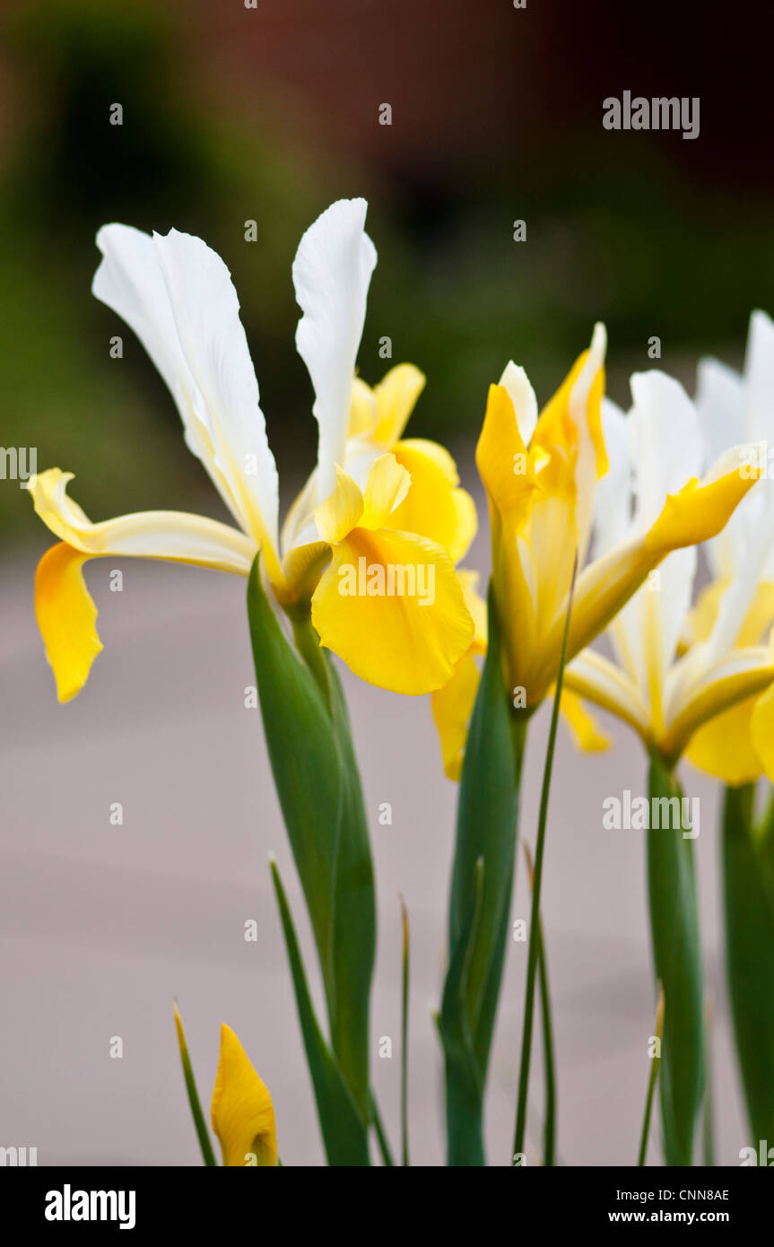 Iris hollandica apollo hi-res stock photography and images - Alamy