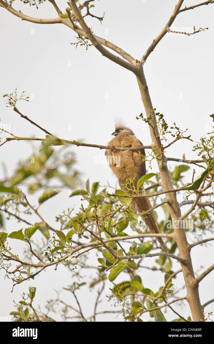 A beautiful long tailed Speckled Mousebird sitting on a thin twig Stock ...
