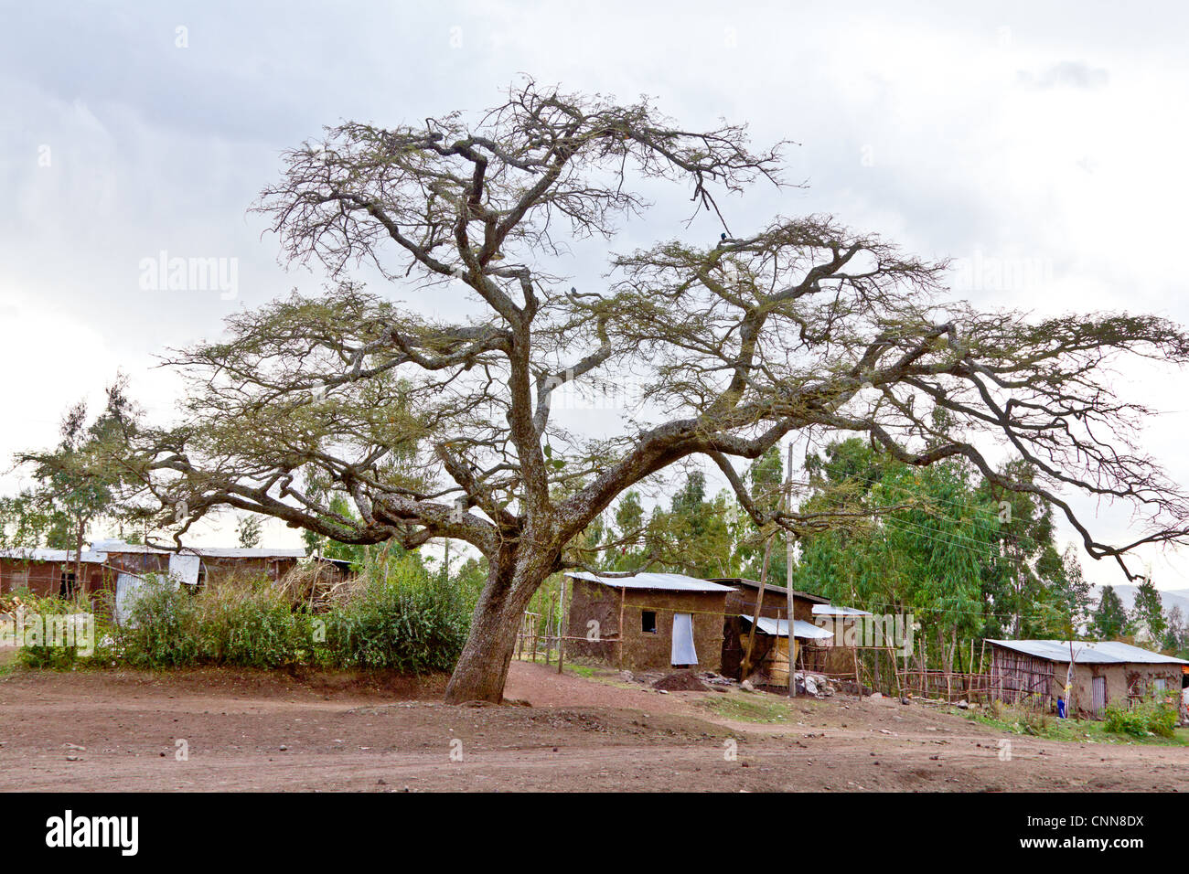 A big tree towering over the small village huts Stock Photo - Alamy