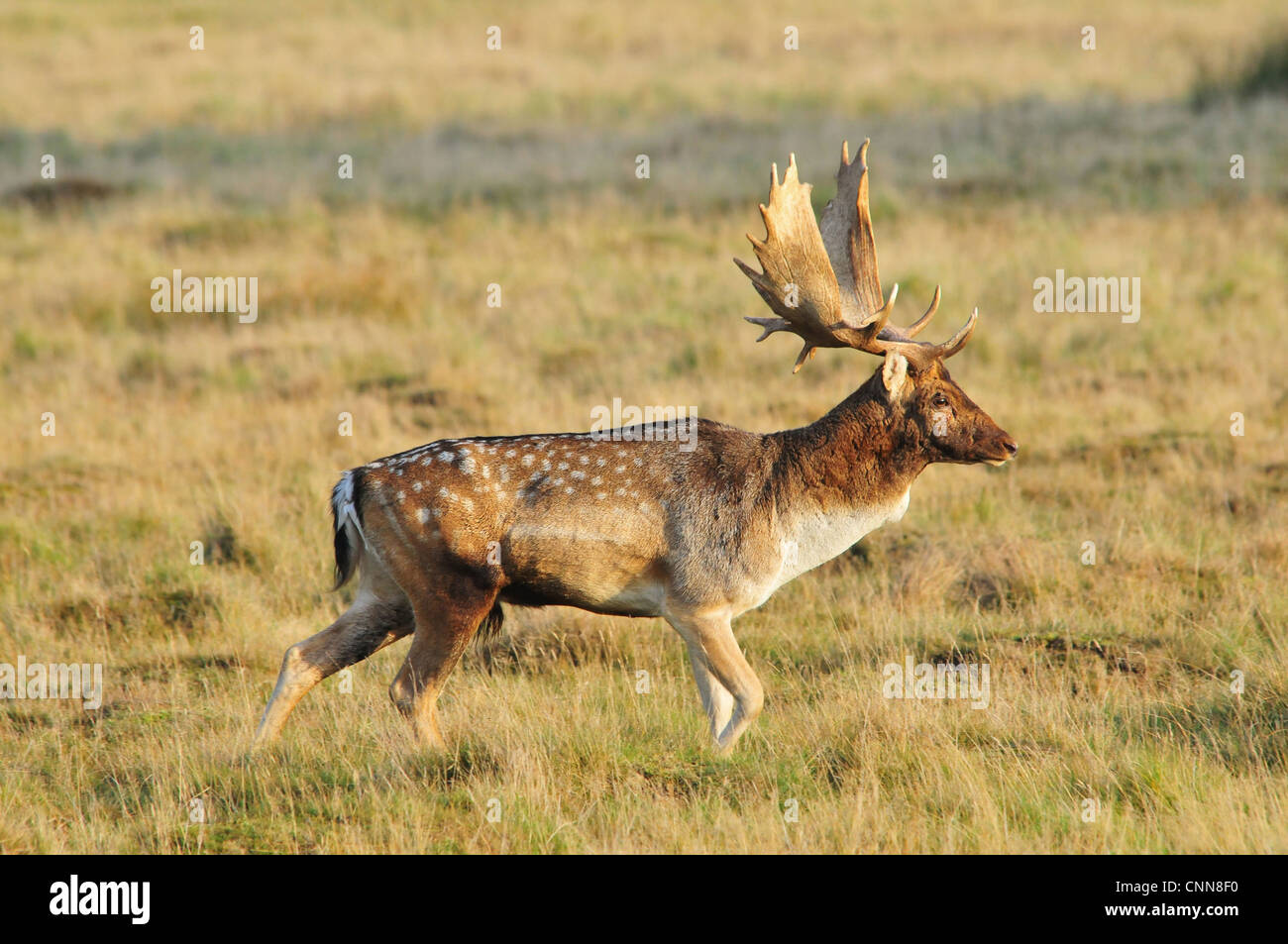 Fallow deer stag hi-res stock photography and images - Alamy