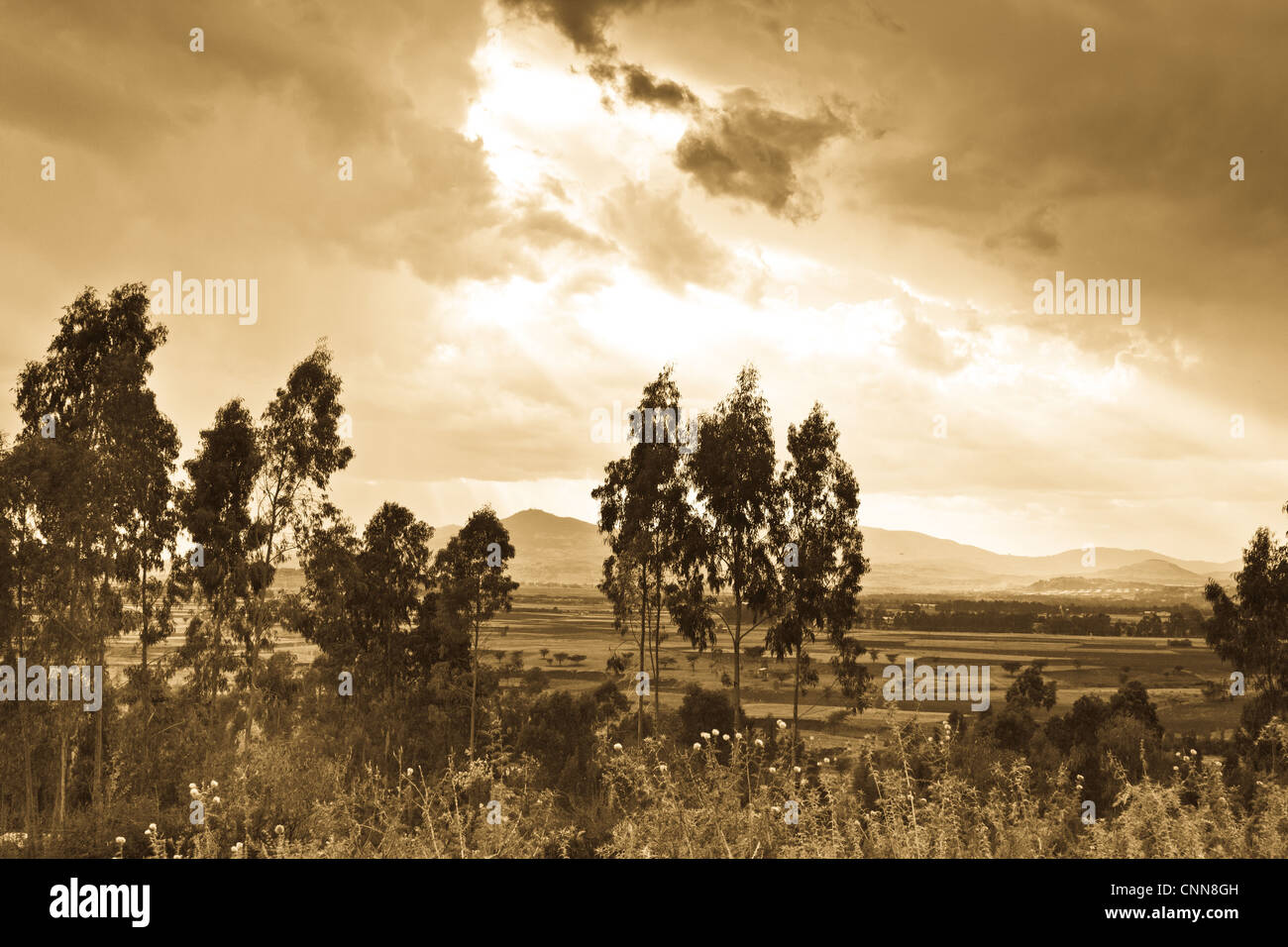 A rural landscape in a small village with trees and shrubs in the ...