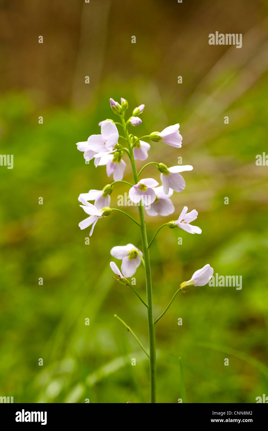 Ladys smock cuckoo flower cardamine hi-res stock photography and images ...