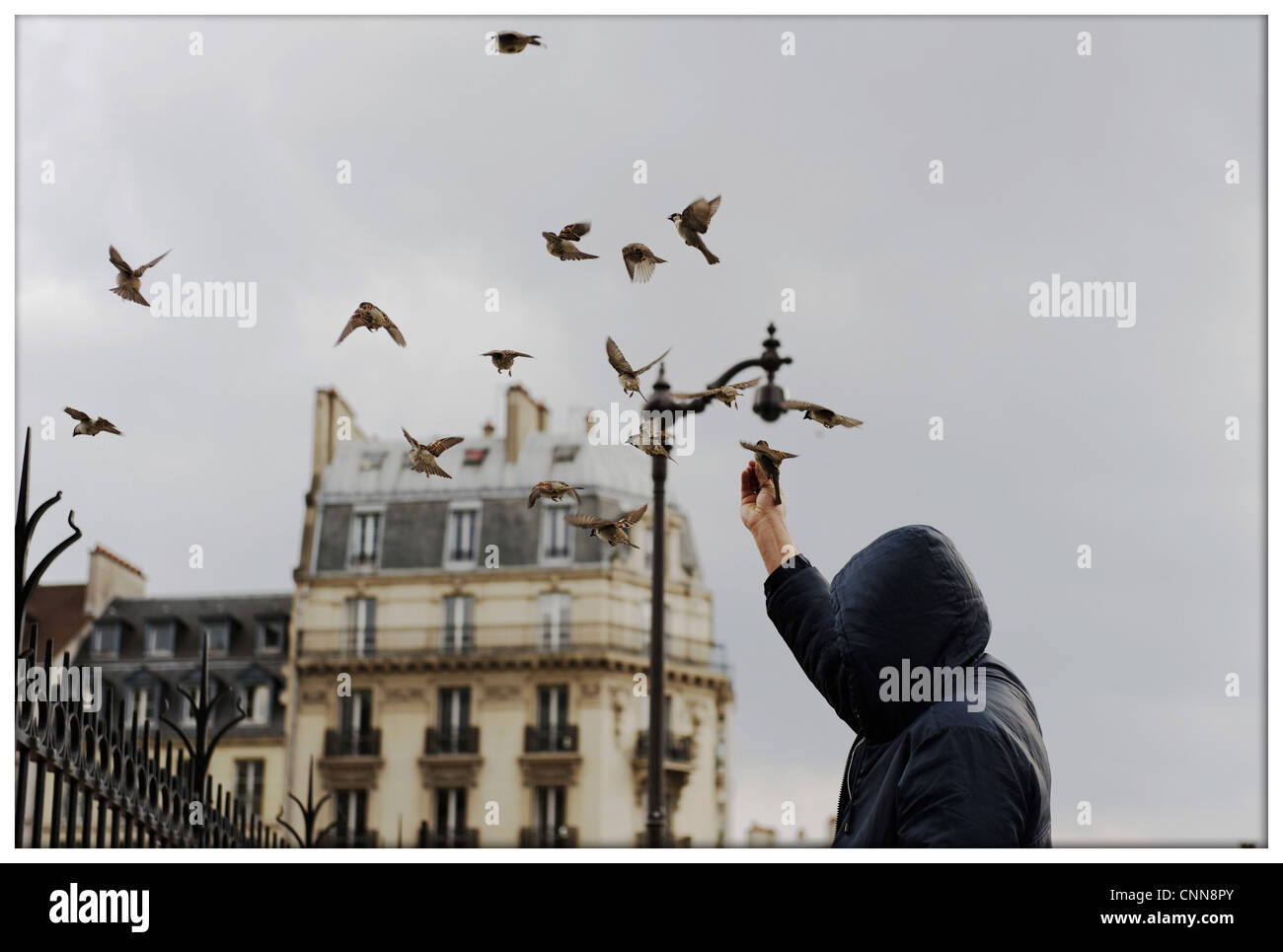 Free birds are given food, raising hand. Help birds in cities and towns ...