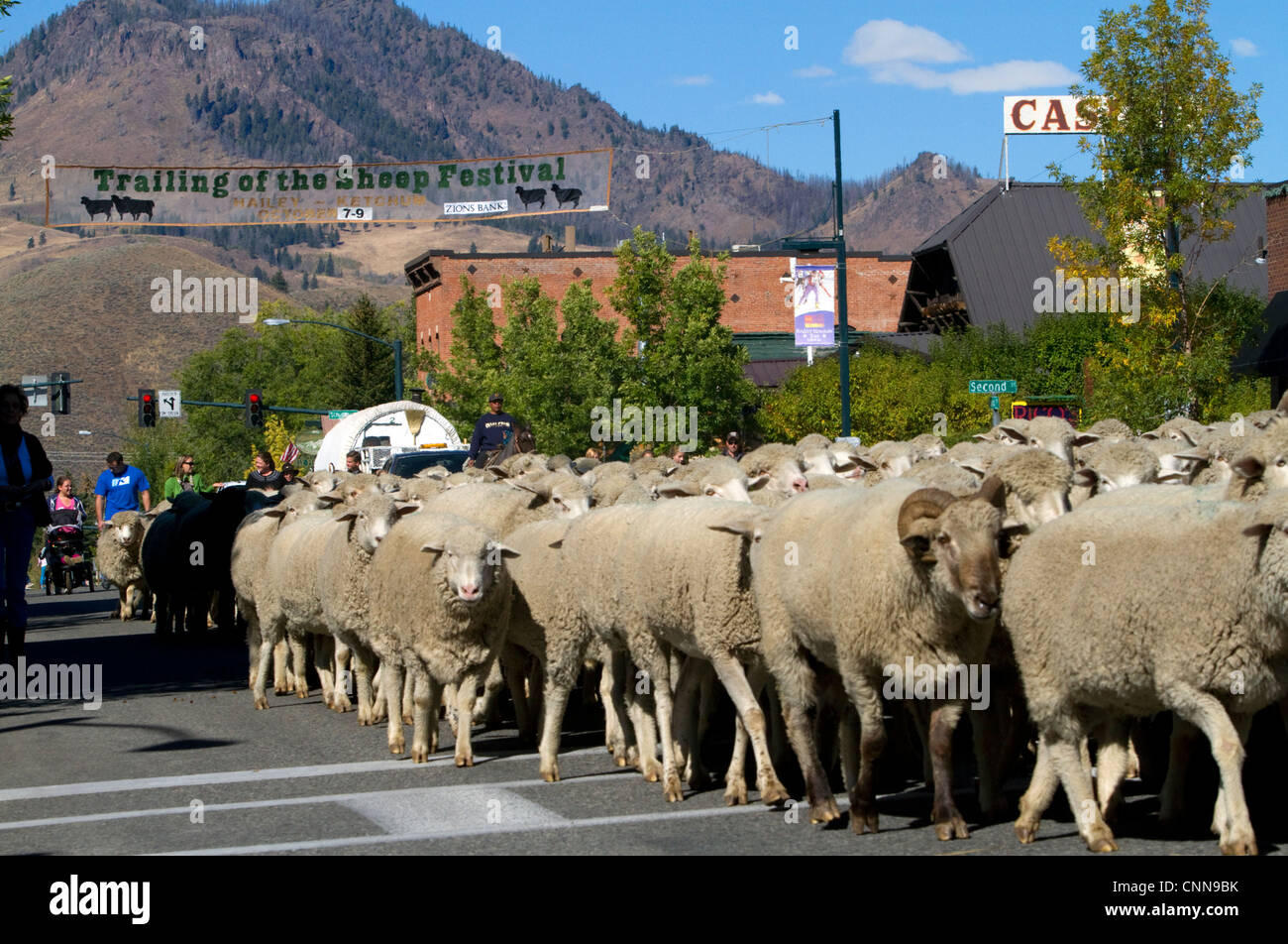 Sheep ranching hi-res stock photography and images - Alamy