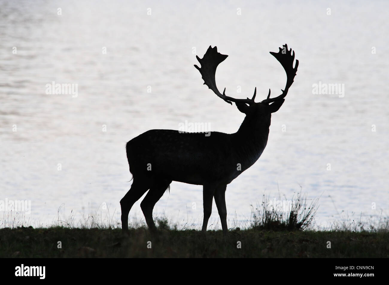 Profile of stag hi-res stock photography and images - Alamy