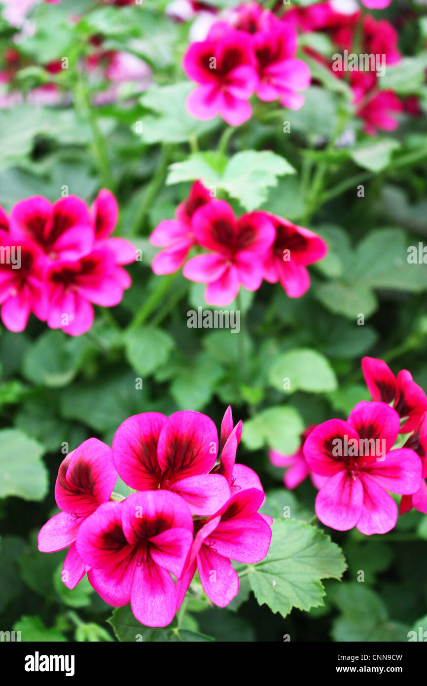 Beautiful pink geranium flowers in a garden Stock Photo - Alamy