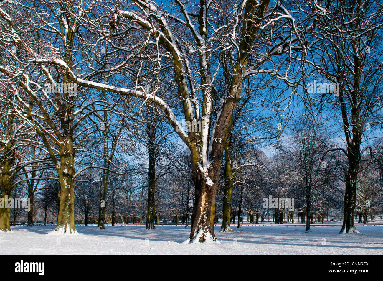 AESCULUS HIPPOCASTANUM HORSE CHESTNUT TREES WITH WINTER SNOW Stock ...