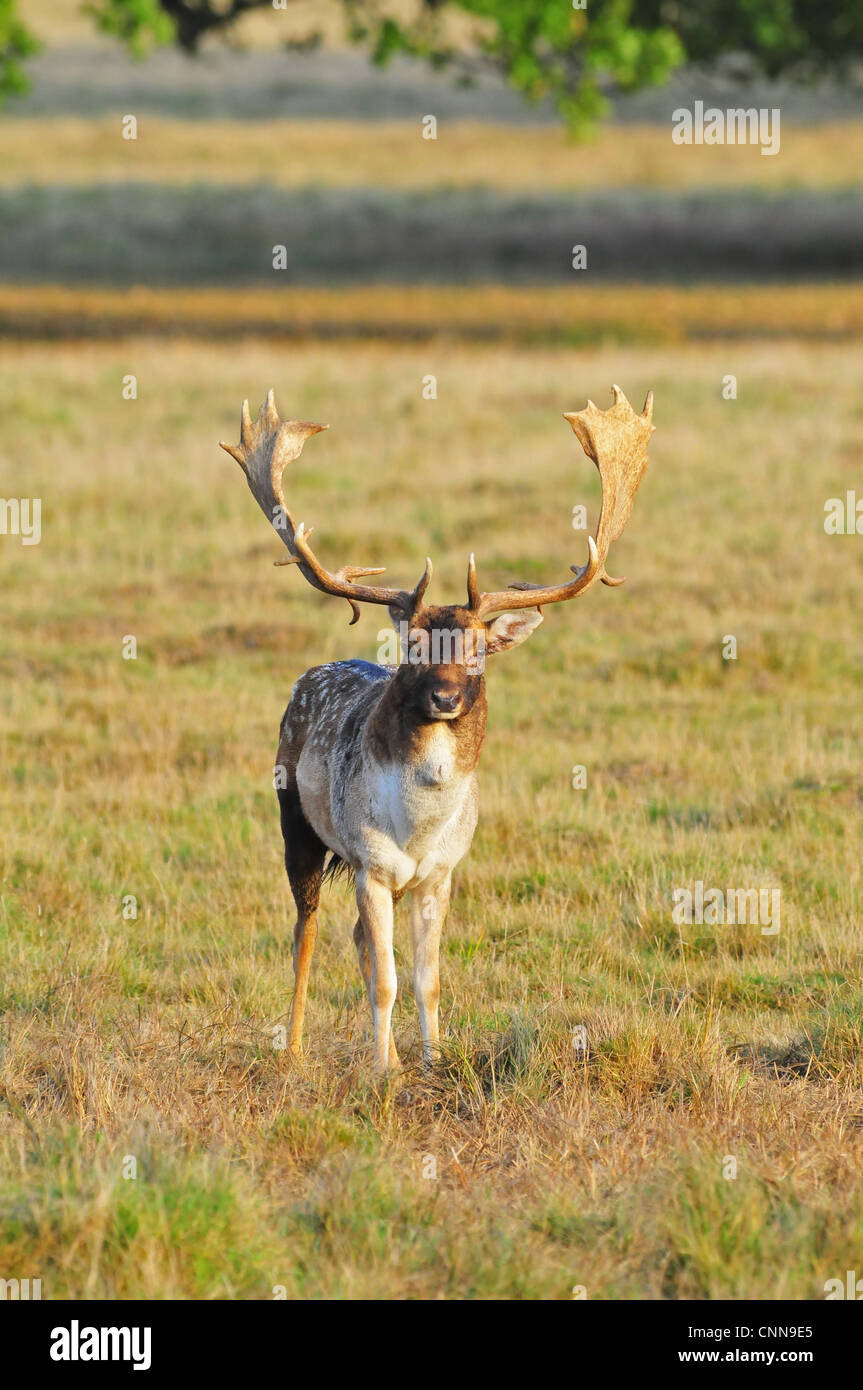 Fallow Deer stag Stock Photo - Alamy