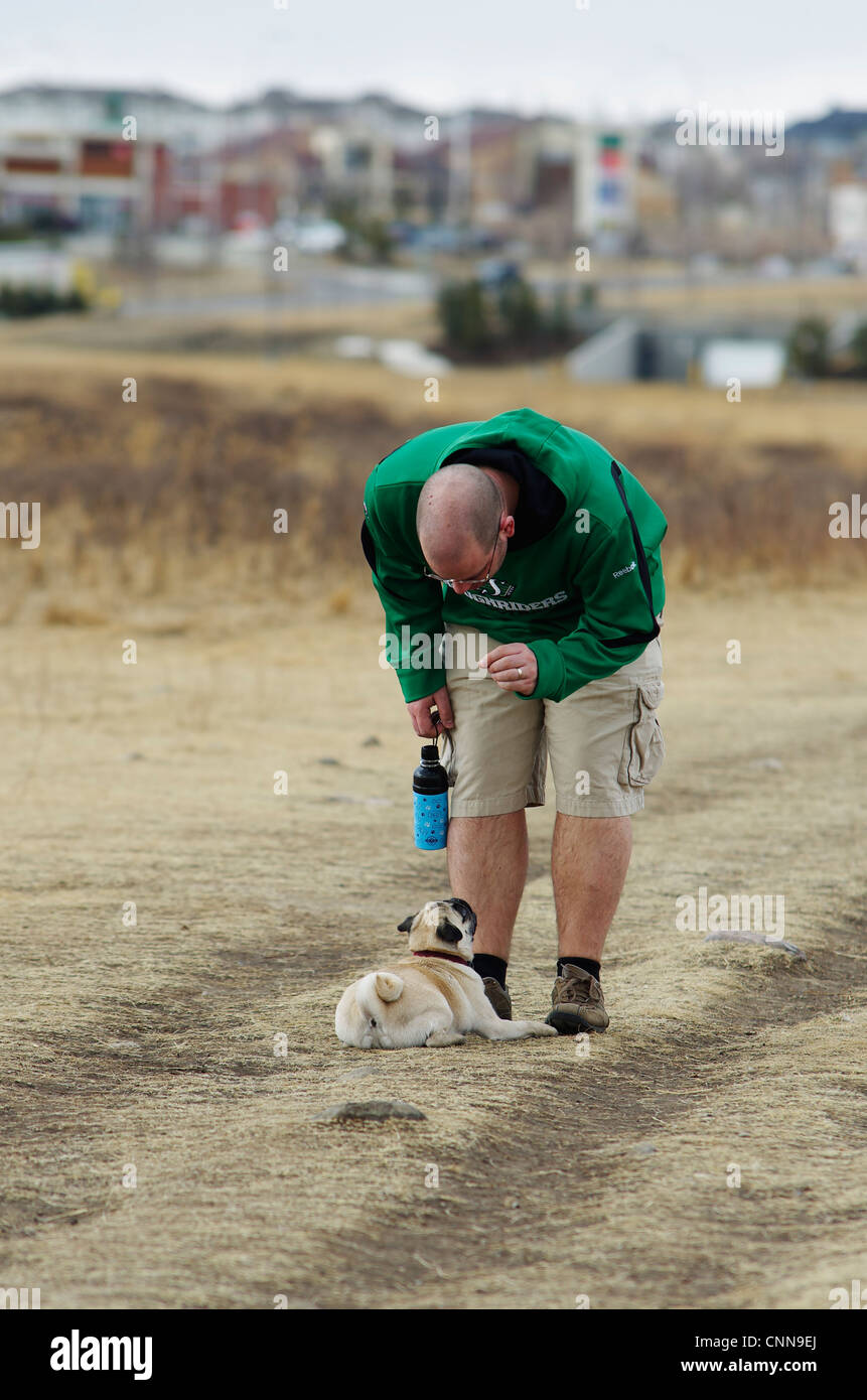 Pug dog laying down hi-res stock photography and images - Alamy