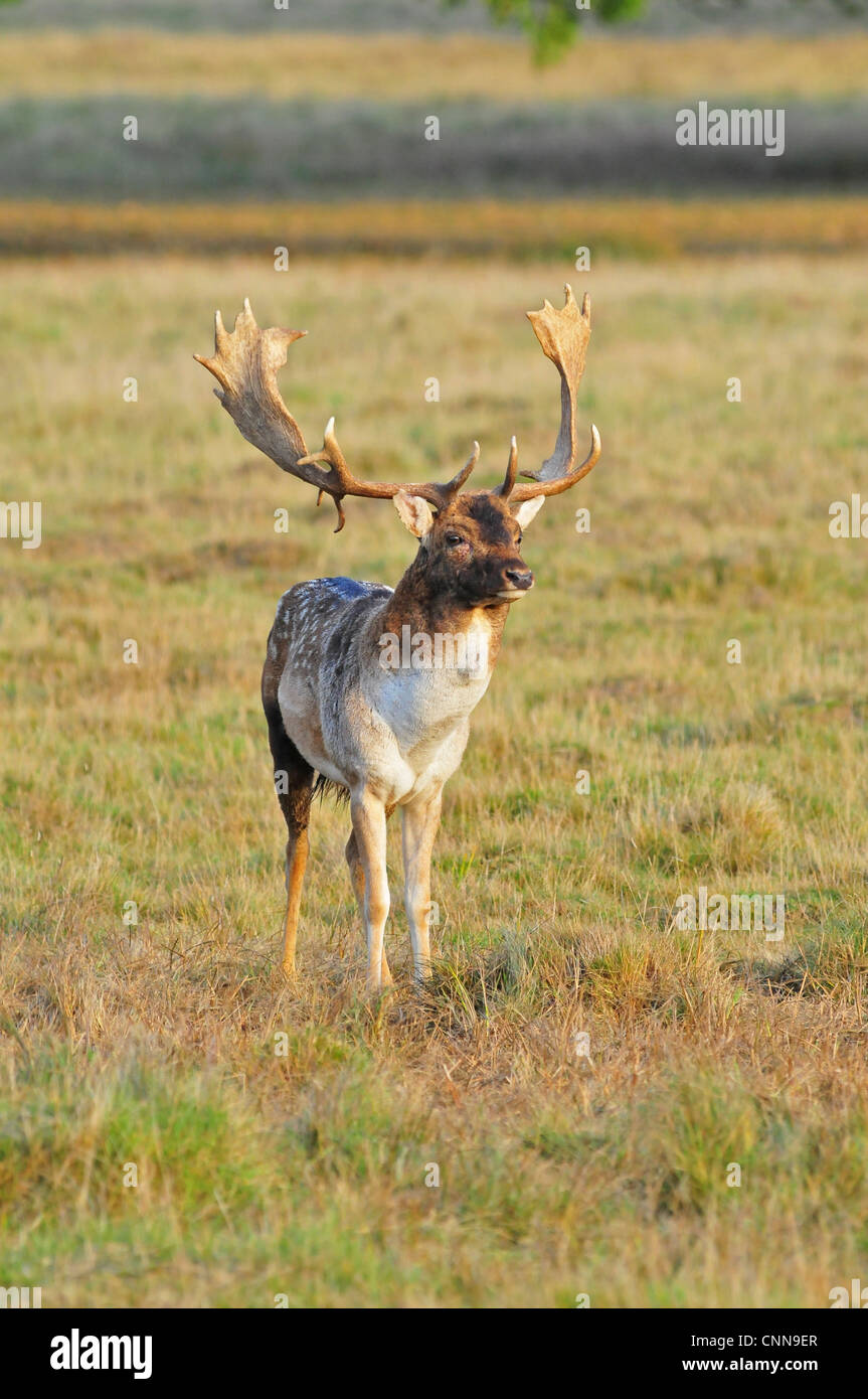 Fallow Deer stag Stock Photo - Alamy