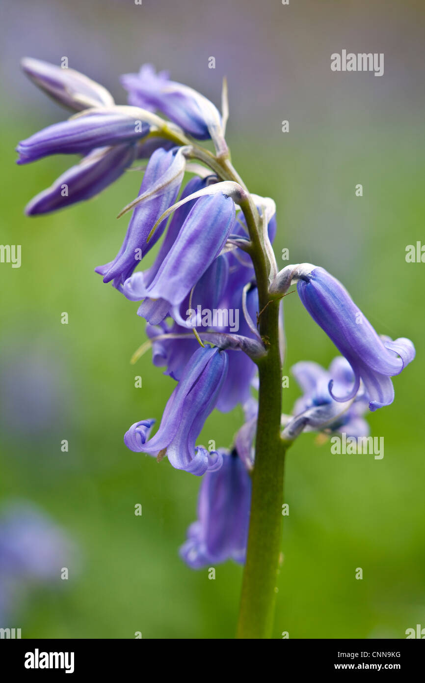 A close up of an English Bluebell flower growing in woodland Stock ...
