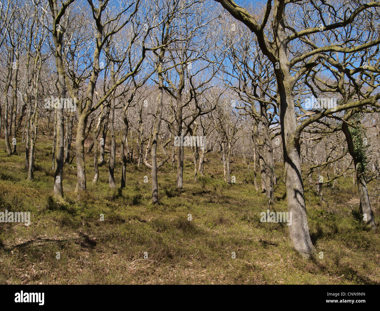 Quatnocks hi-res stock photography and images - Alamy