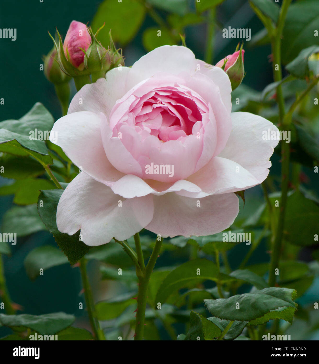 Pink rose at Bodnant Garden, near Colwyn Bay, Wales Stock Photo - Alamy