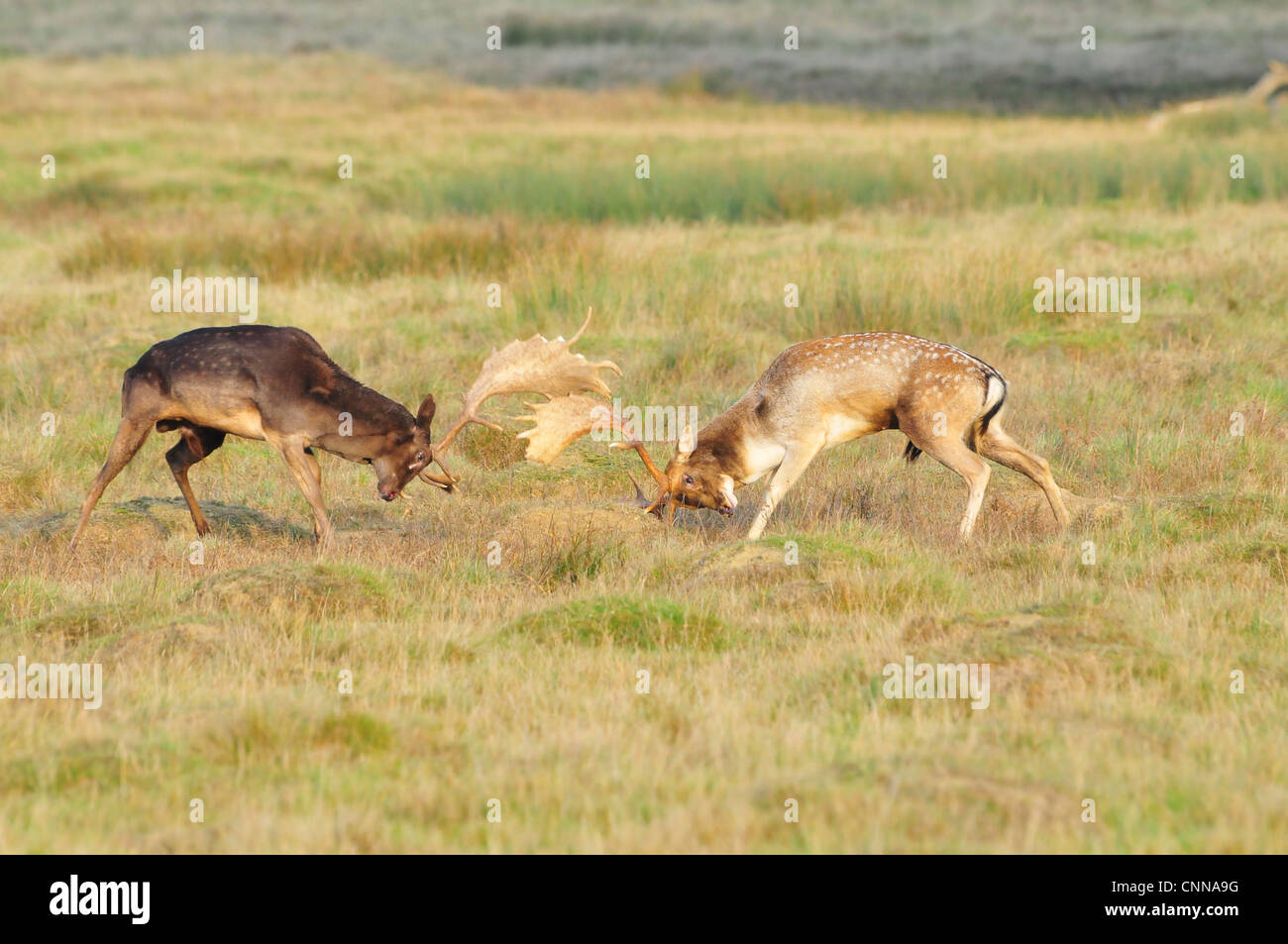 Fallow Deer stag rutting Stock Photo - Alamy
