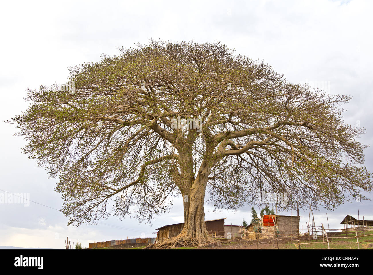 A big tree towering over the small village huts Stock Photo - Alamy
