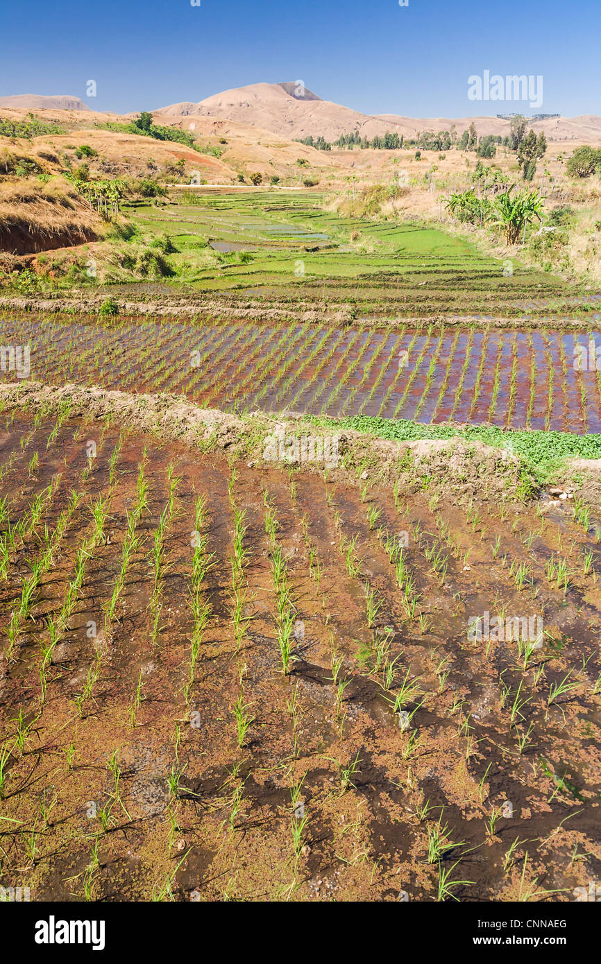 Madagascar field savannah hi-res stock photography and images - Alamy