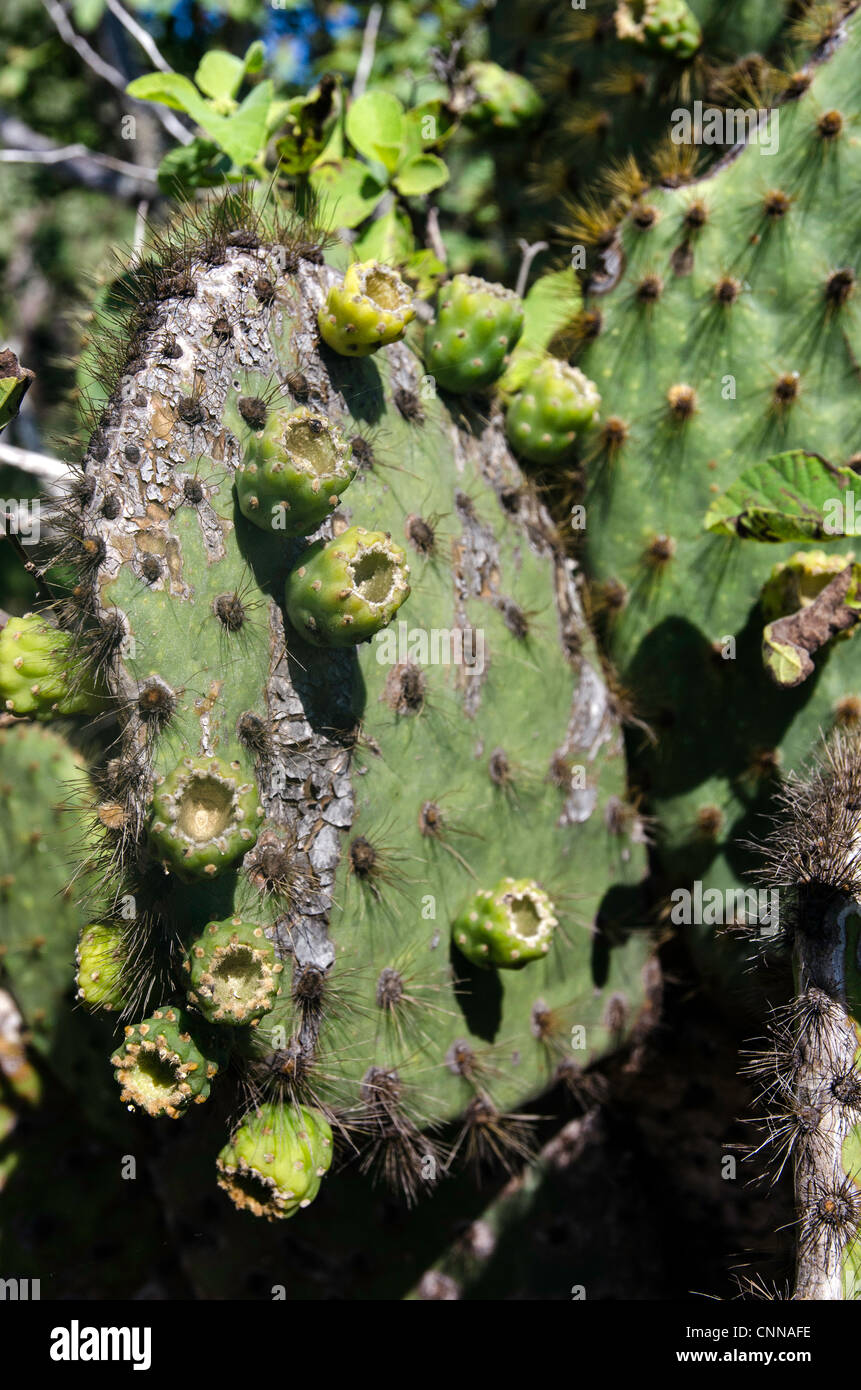 Rabida island Galapagos Islands Ecuador South America Stock Photo - Alamy