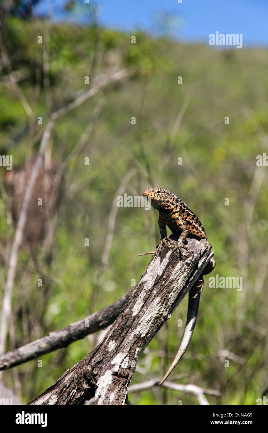 Lava lizard Rabida Galapagos Ecuador Stock Photo - Alamy