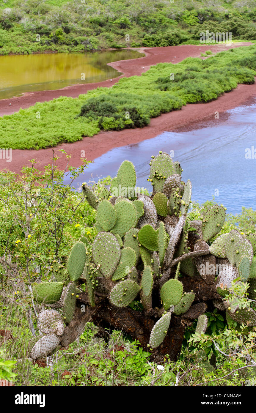 Rabida island Galapagos Islands Ecuador South America Stock Photo - Alamy