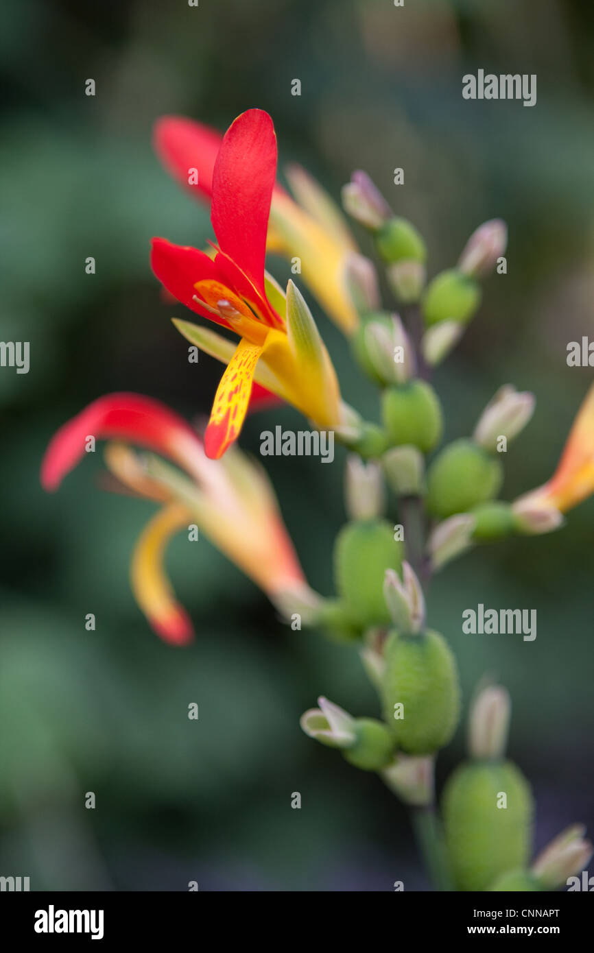 Canna Indica Species red flower Stock Photo - Alamy