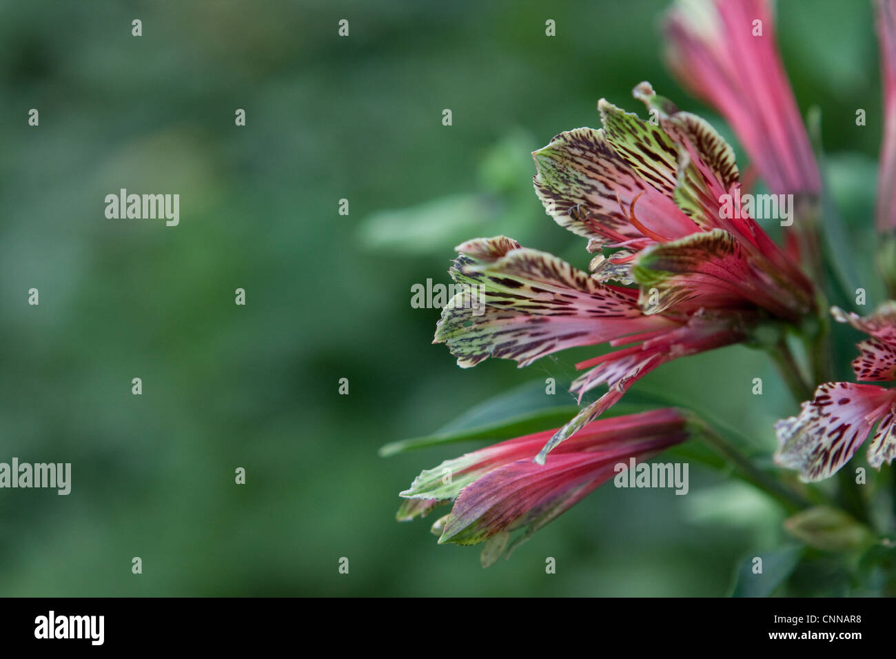 Alstroemeria psittacina pink flowers Stock Photo - Alamy
