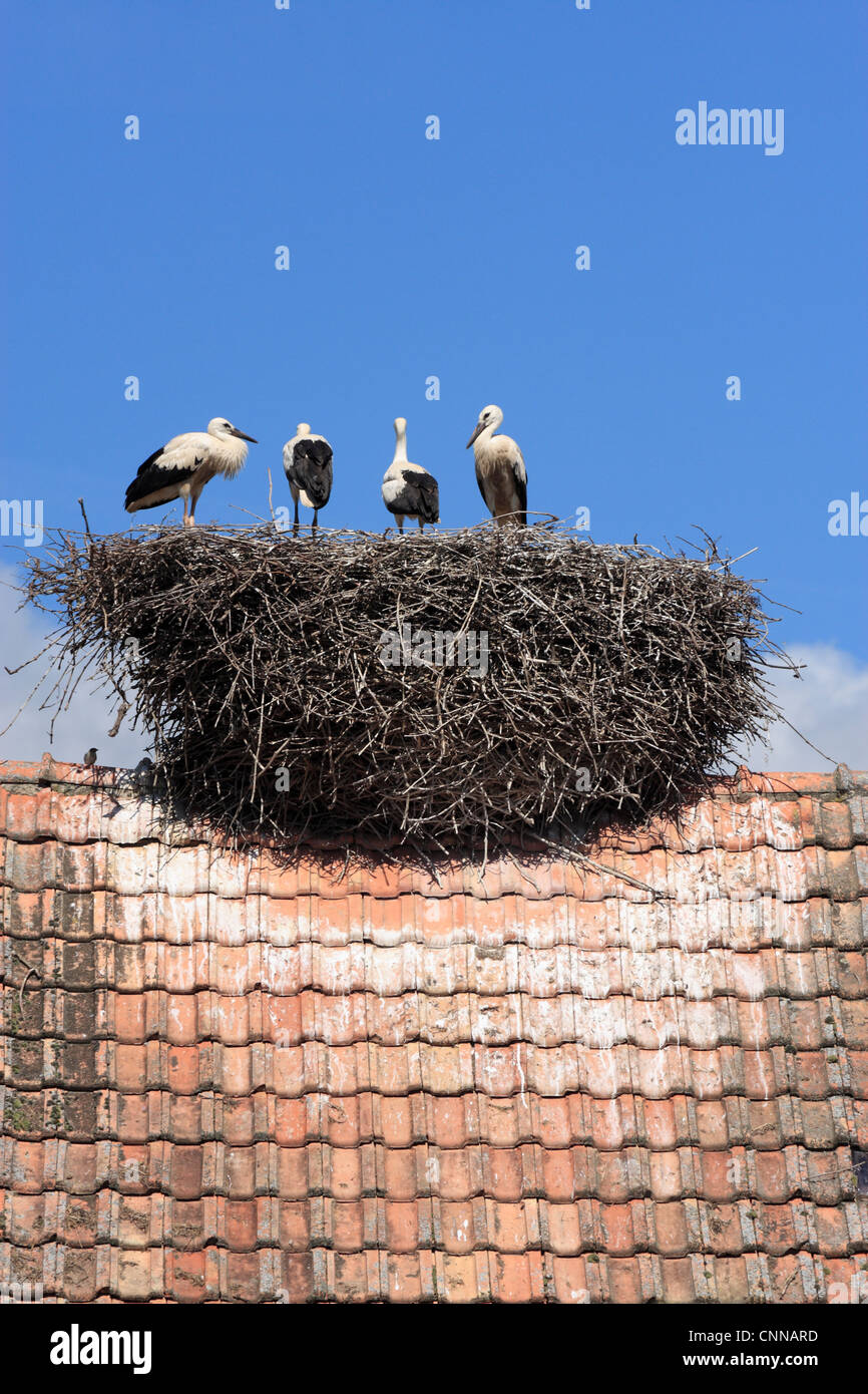 Stork nest alsace france hi-res stock photography and images - Alamy