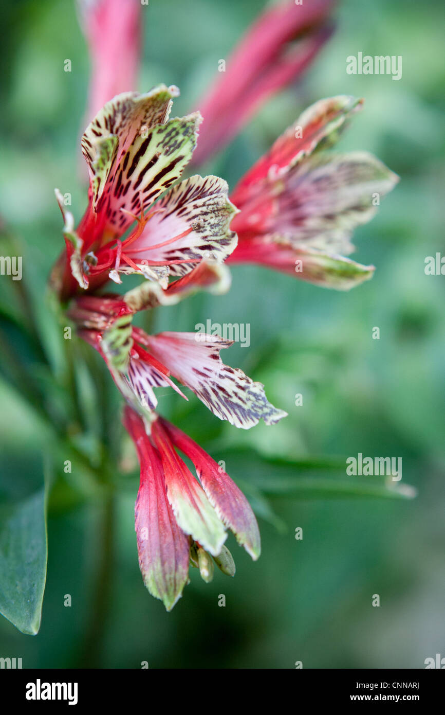 Alstroemeria psittacina hi-res stock photography and images - Alamy