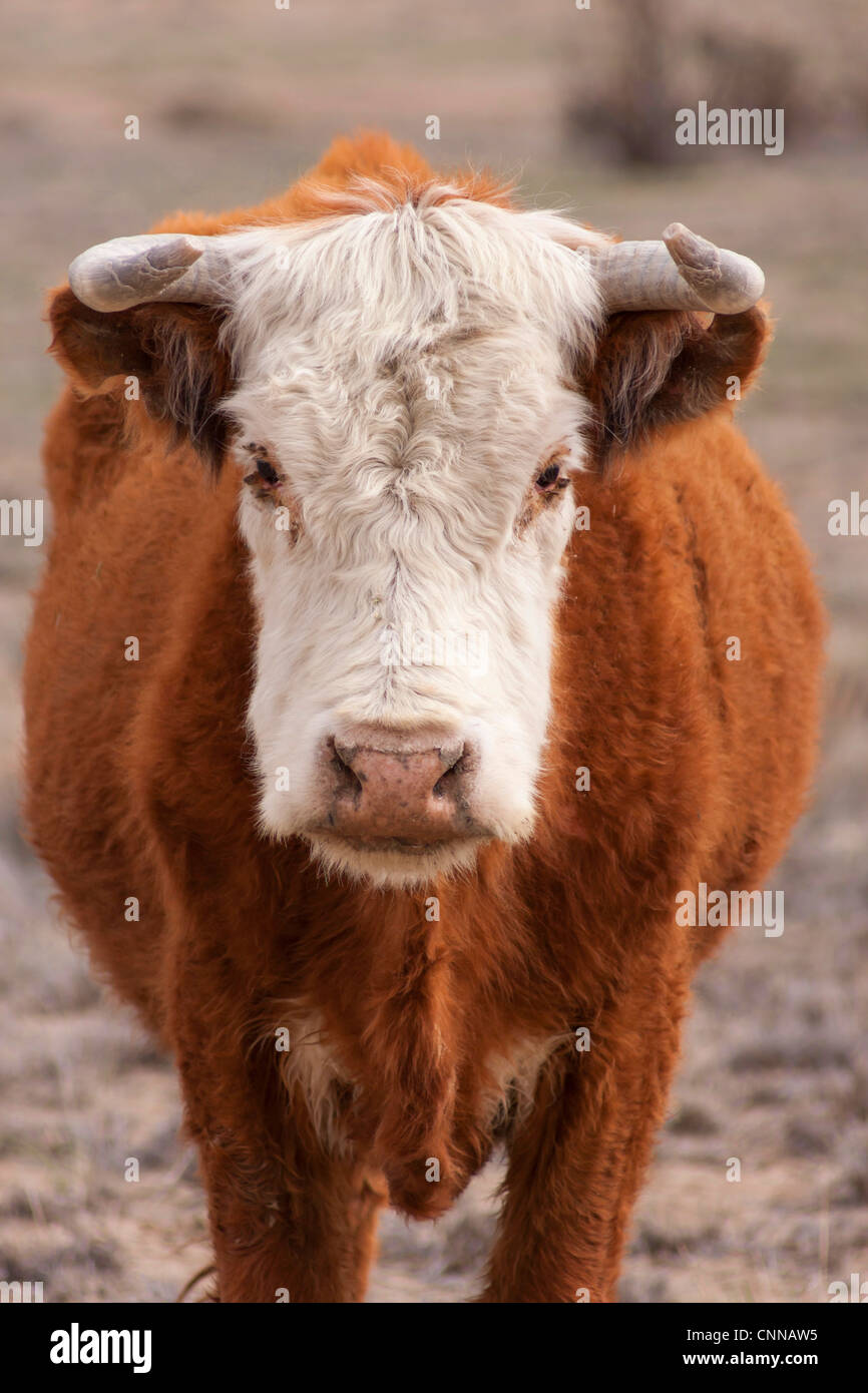 Standing bull in vertical format Stock Photo - Alamy
