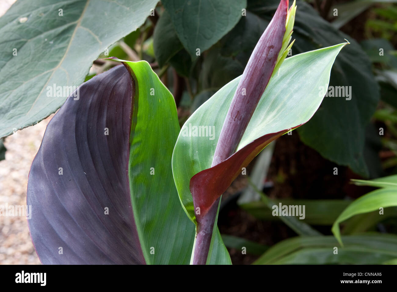Canna cleopatra chimera plant leaf detail Stock Photo - Alamy