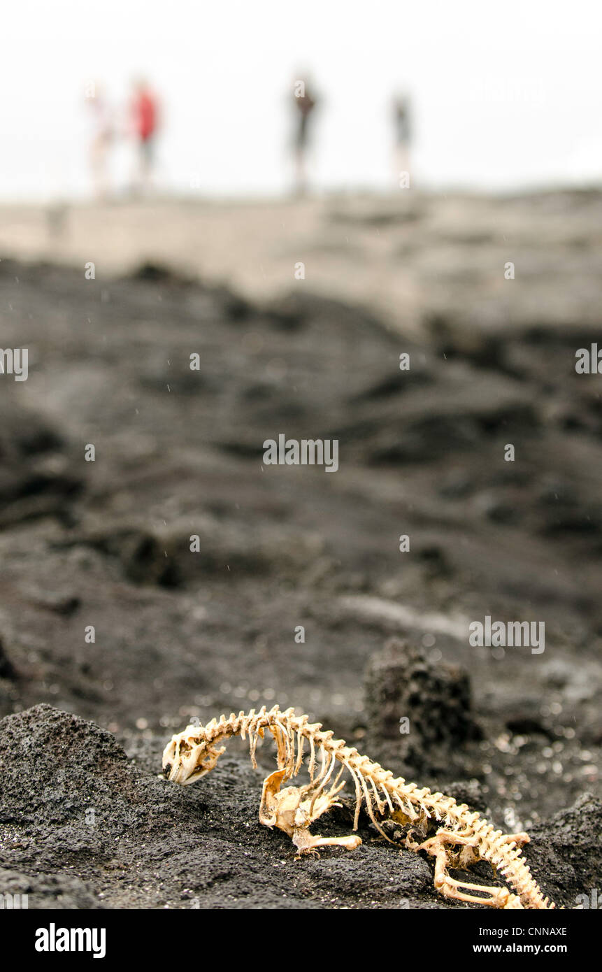 Dried lava patterns Galapagos Islands Ecuador South America Stock Photo ...
