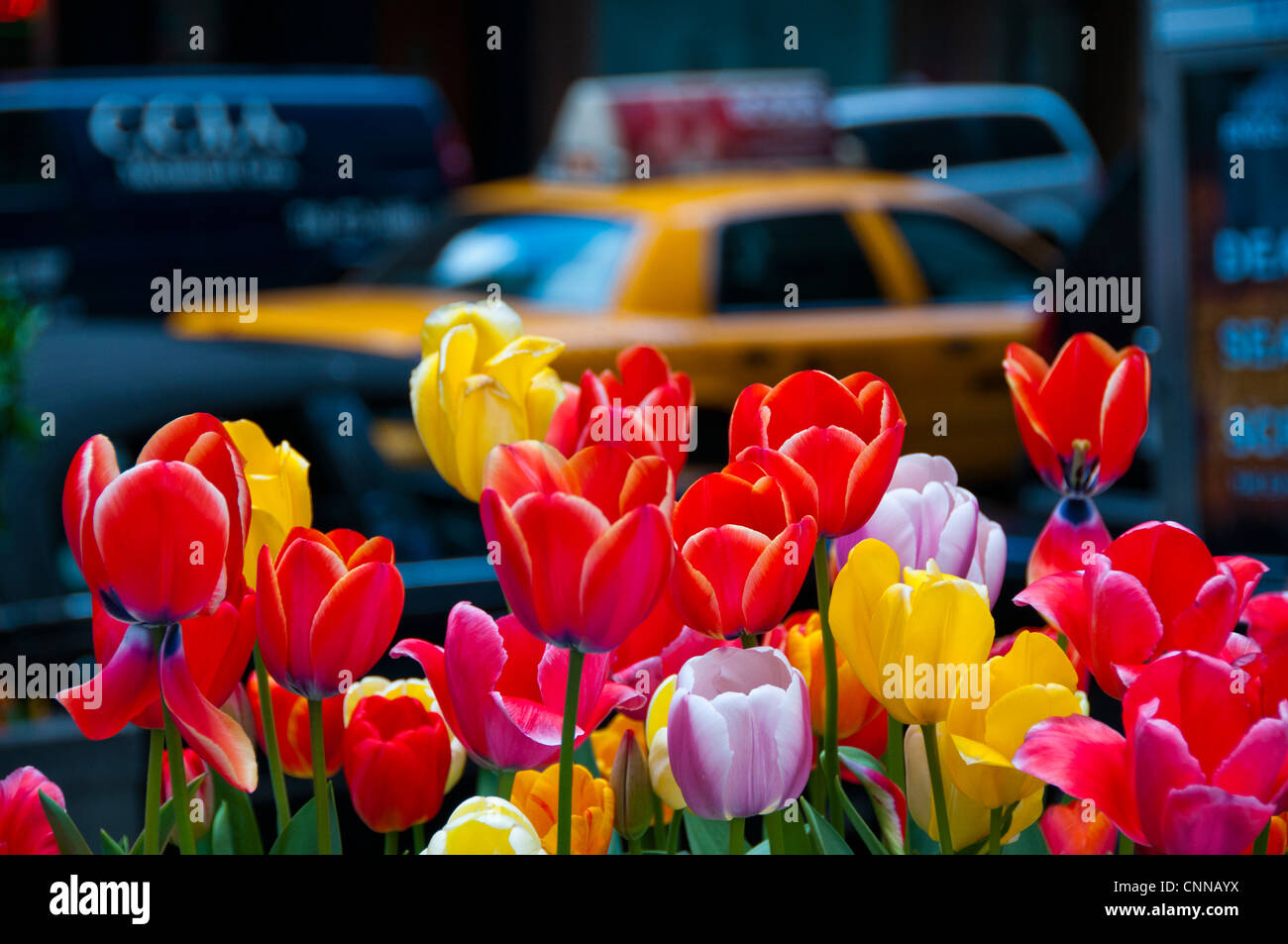 Dynamic tulip display hi-res stock photography and images - Alamy