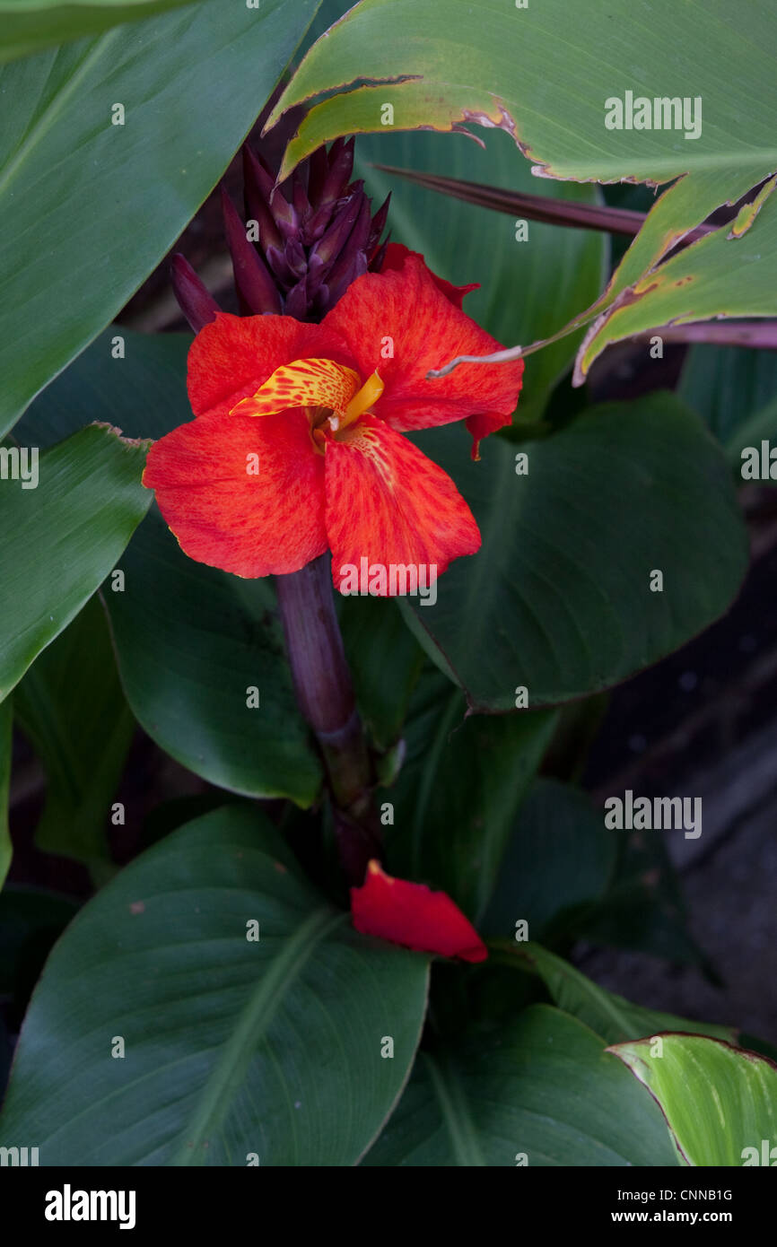 Canna canna indica hi-res stock photography and images - Alamy