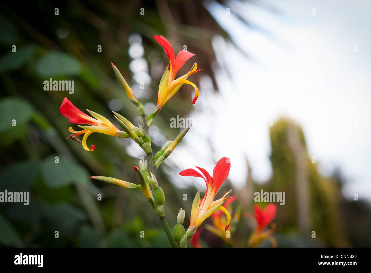 Red flowering Canna hybrid flower Stock Photo - Alamy