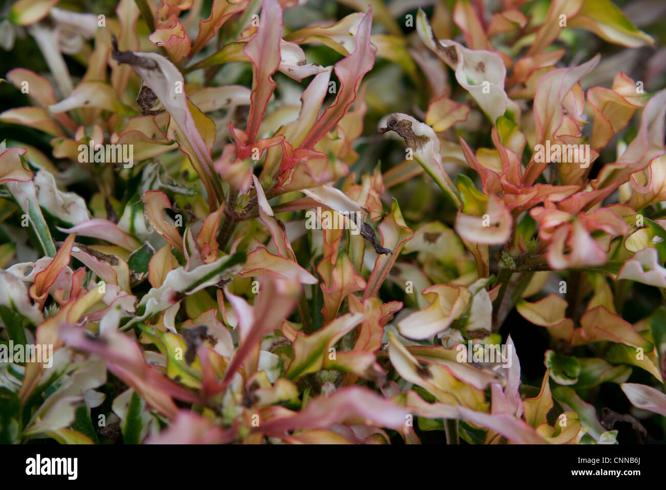 Alternanthera Crinkle Red Stock Photo - Alamy