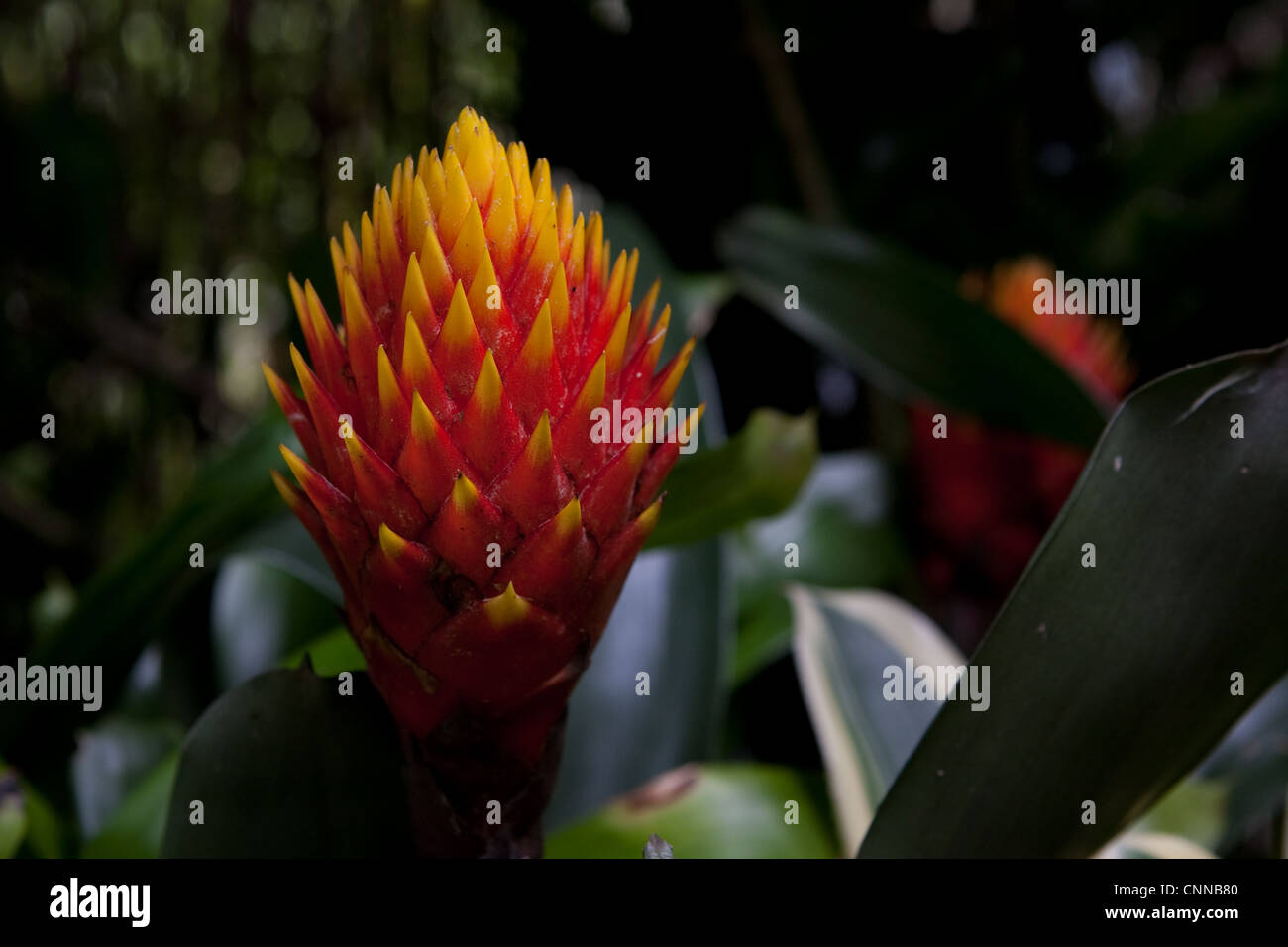 Bromeliad Flame (Torch Stock Photo - Alamy