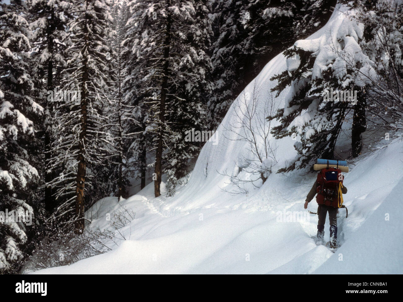Snowshoer in deep snow, , North Cascades, Pacific Northwest Stock Photo ...