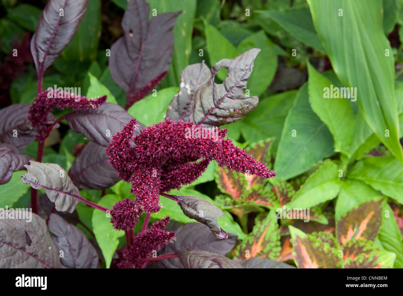 Lush hybrid hi-res stock photography and images - Alamy