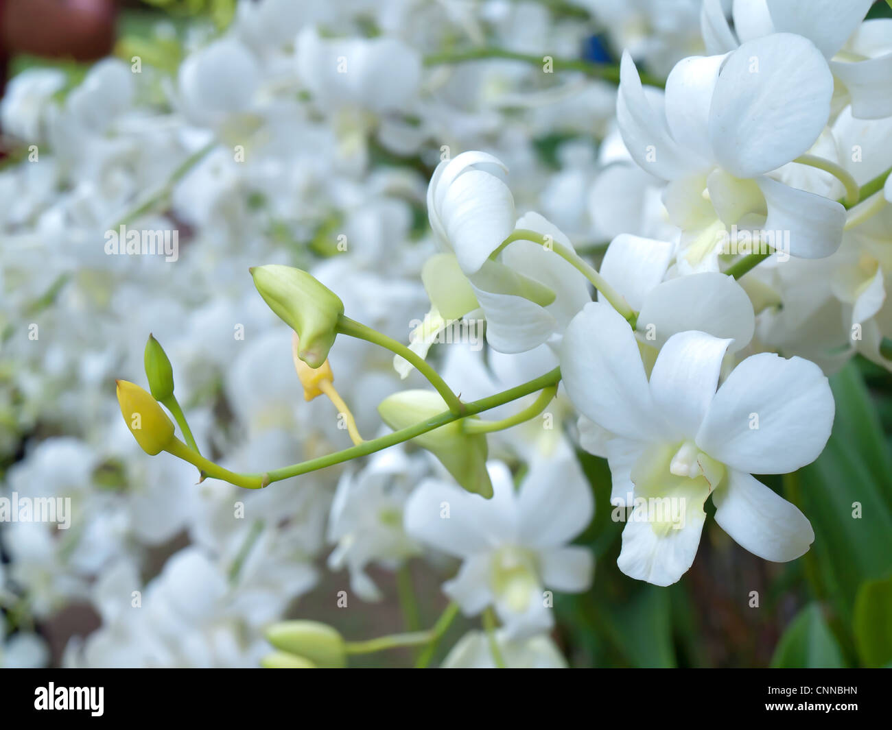 Flowers of Dendrobium orchid in tropical garden Stock Photo - Alamy