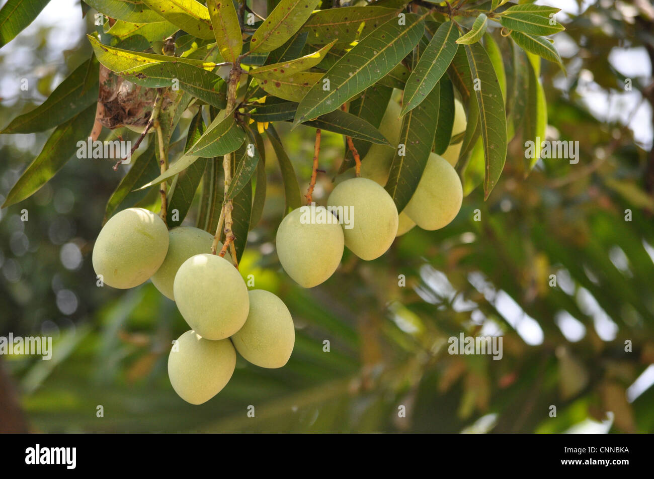 A bunch of fresh mangoes Stock Photo - Alamy