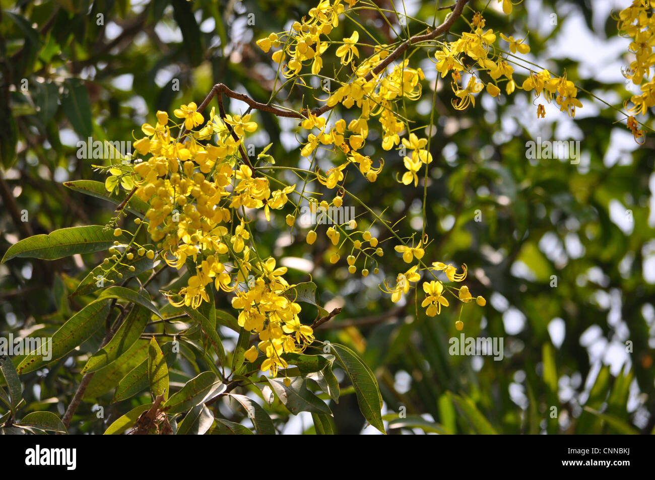 Cassia fistula flowers Stock Photo - Alamy